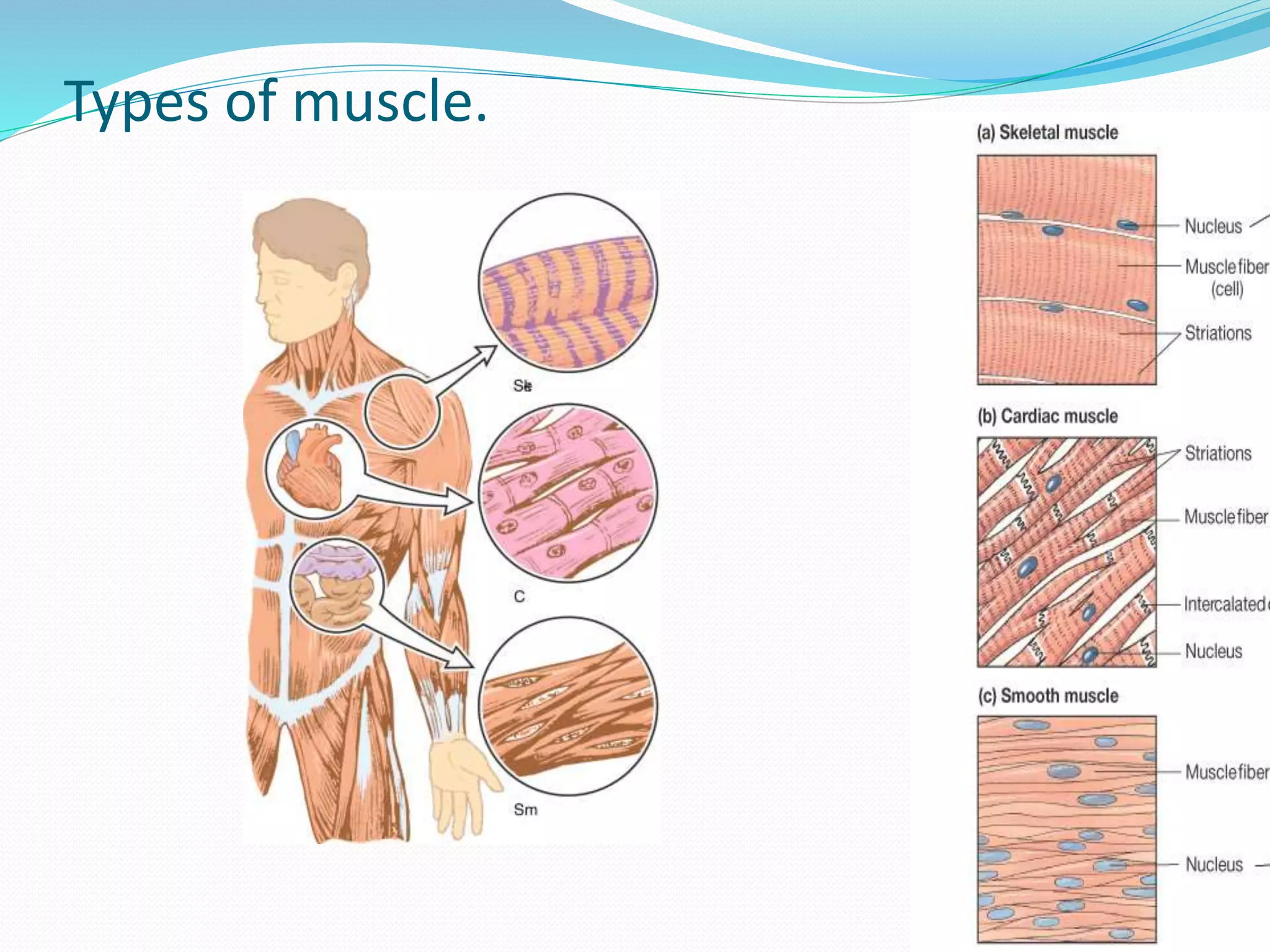 Muscles anatomy and physiology | PPTX
