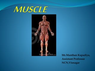 Muscles anatomy and physiology | PPTX