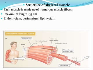Muscles anatomy and physiology | PPTX