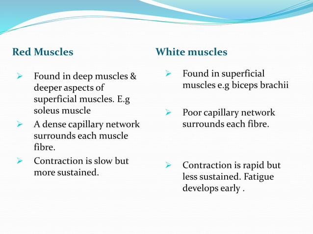 Muscles anatomy and physiology | PPTX