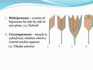 Muscles anatomy and physiology | PPTX