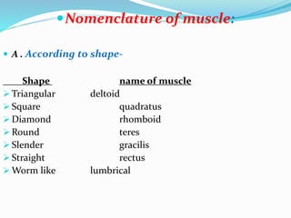 Muscles anatomy and physiology | PPTX