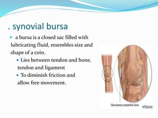 Muscles anatomy and physiology | PPTX