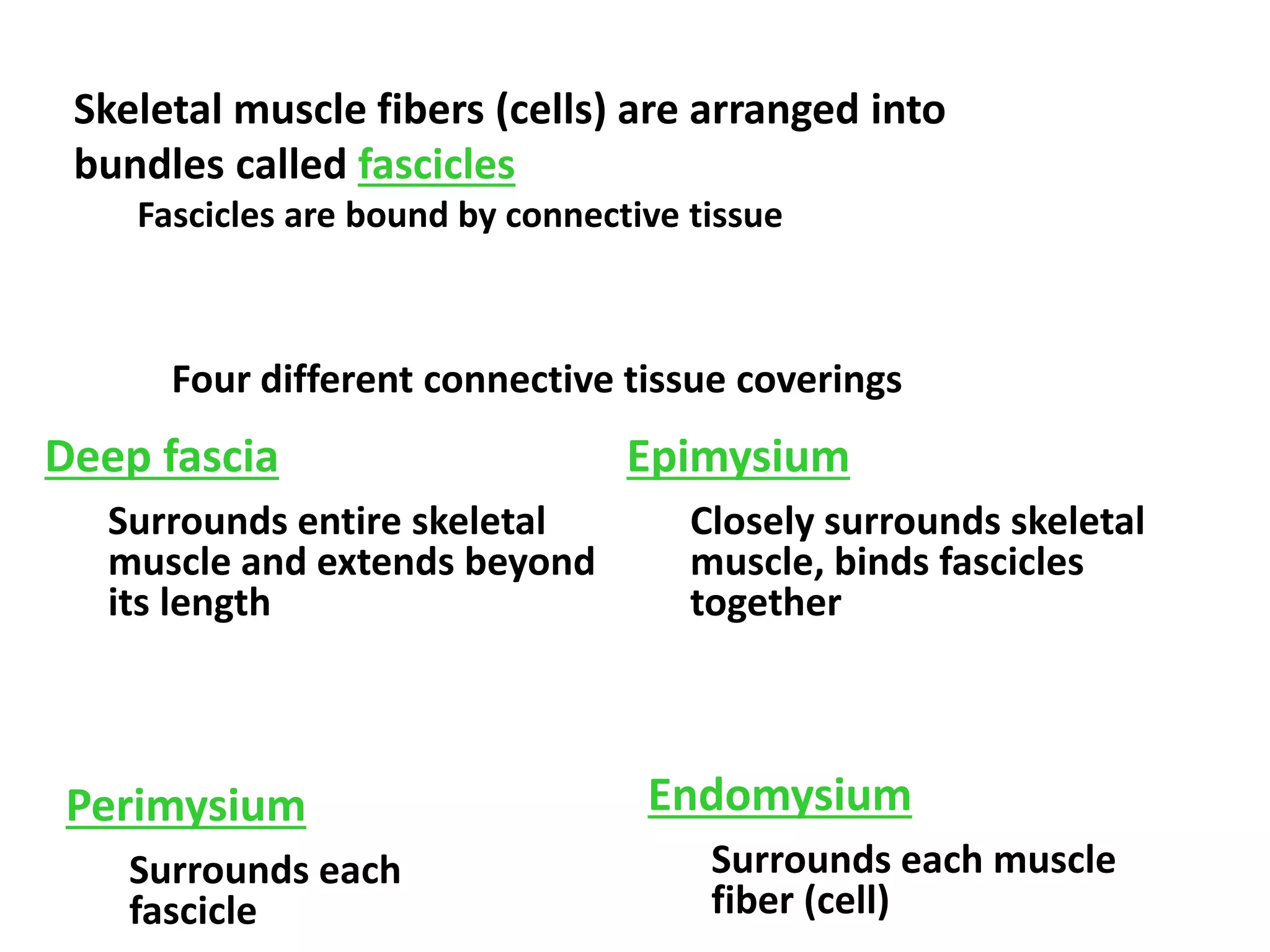 Muscles anatomy | PPTX