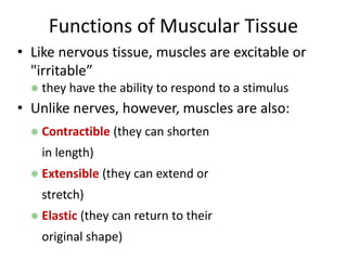 Muscles anatomy | PPT