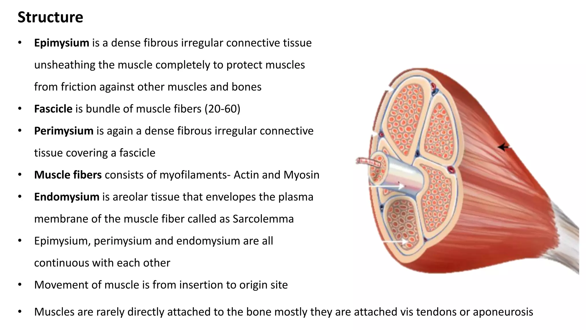Structure of Muscle and its Type | PPTX
