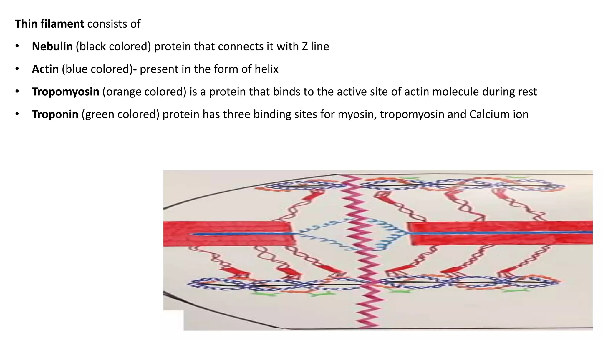 Structure of Muscle and its Type | PPTX