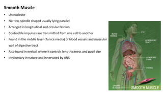 Structure of Muscle and its Type | PPTX