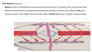 Structure of Muscle and its Type | PPTX