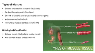 Structure of Muscle and its Type | PPTX