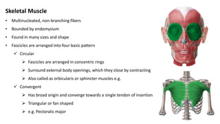 Structure of Muscle and its Type | PPTX