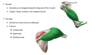 Structure of Muscle and its Type | PPTX