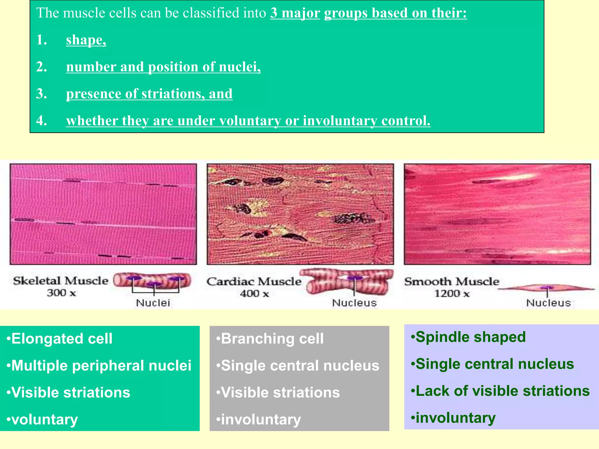 MUSCLE.ppt
