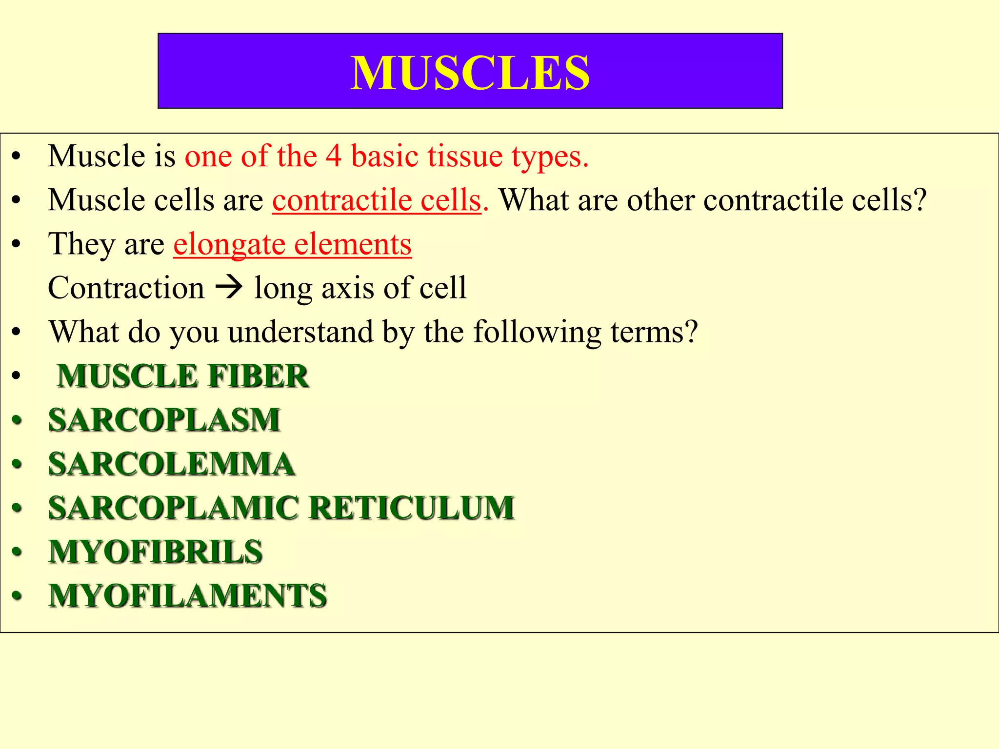 MUSCLE.ppt