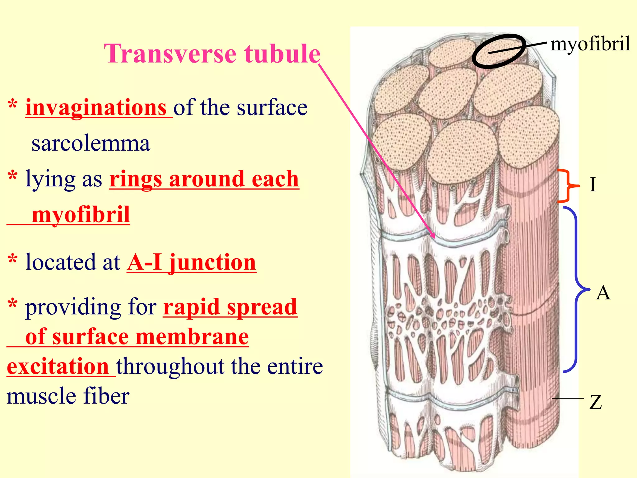 MUSCLE.ppt
