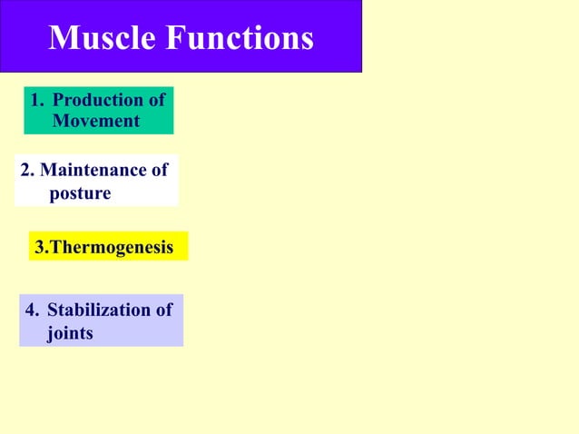 MUSCLE.ppt