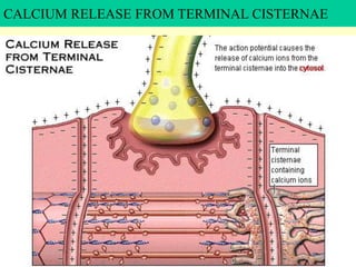 MUSCLE.ppt