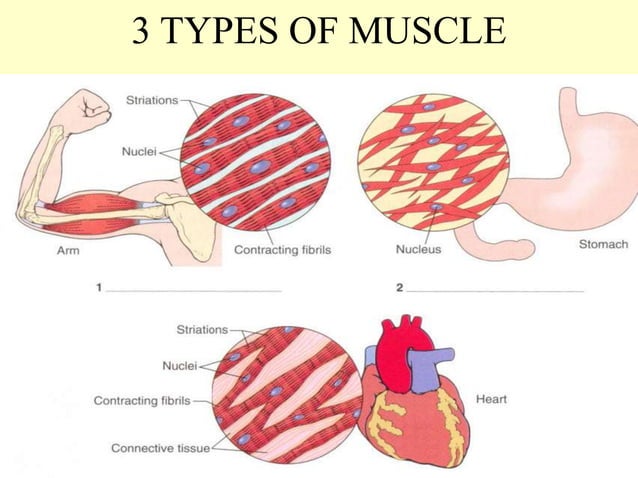 MUSCLE.ppt