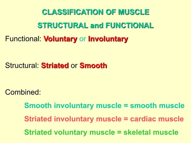 MUSCLE.ppt