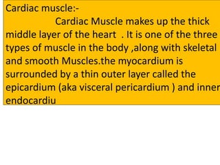 muscle.pptx