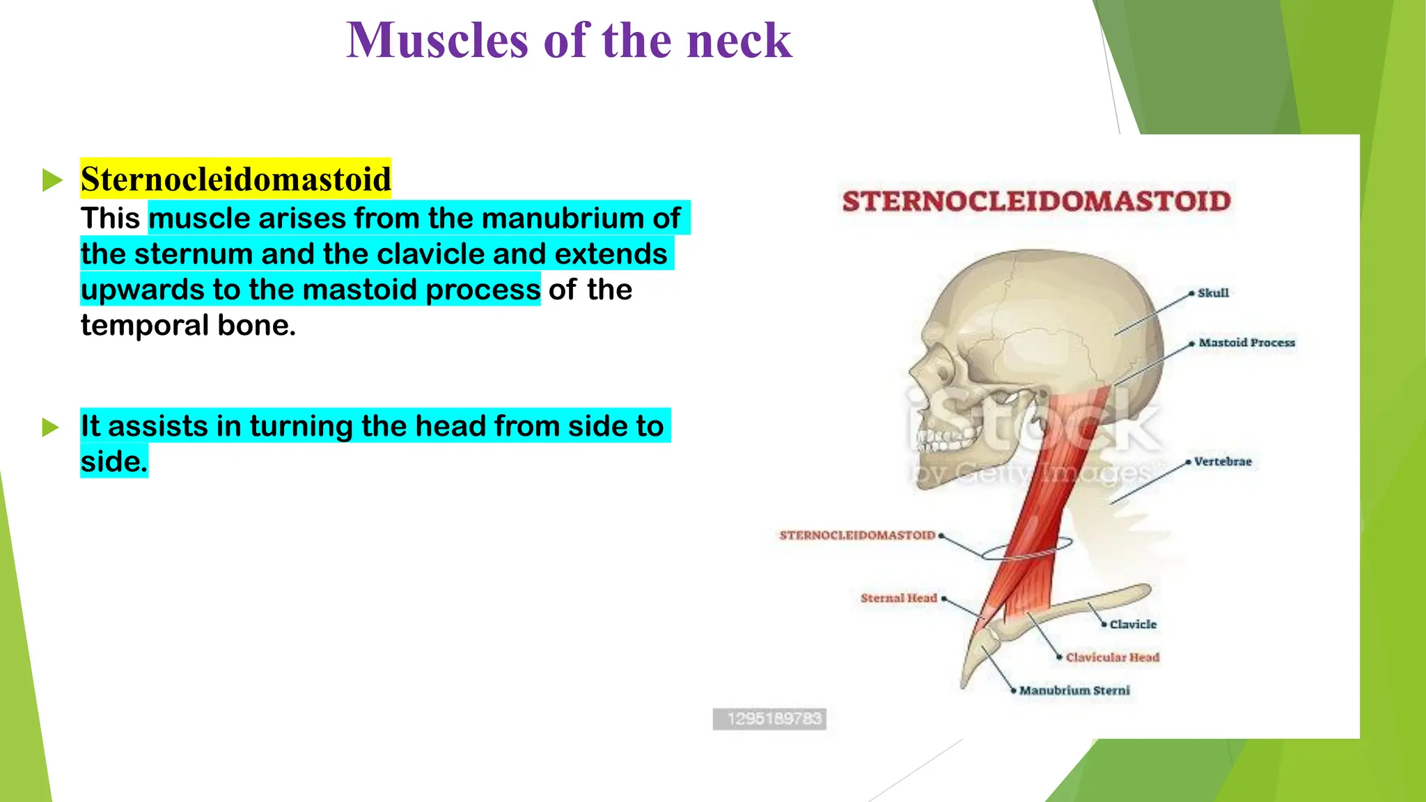 MUSCLE anatomy bsc 1st sem classroom presentation | PDF