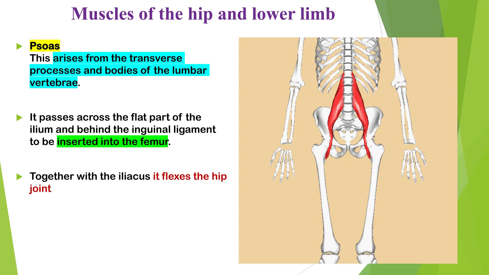 MUSCLE anatomy bsc 1st sem classroom presentation | PDF