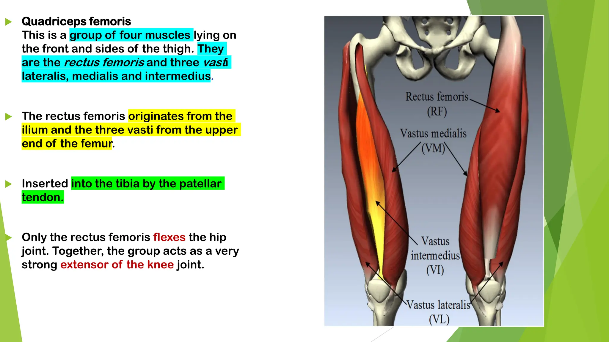 MUSCLE anatomy bsc 1st sem classroom presentation | PDF