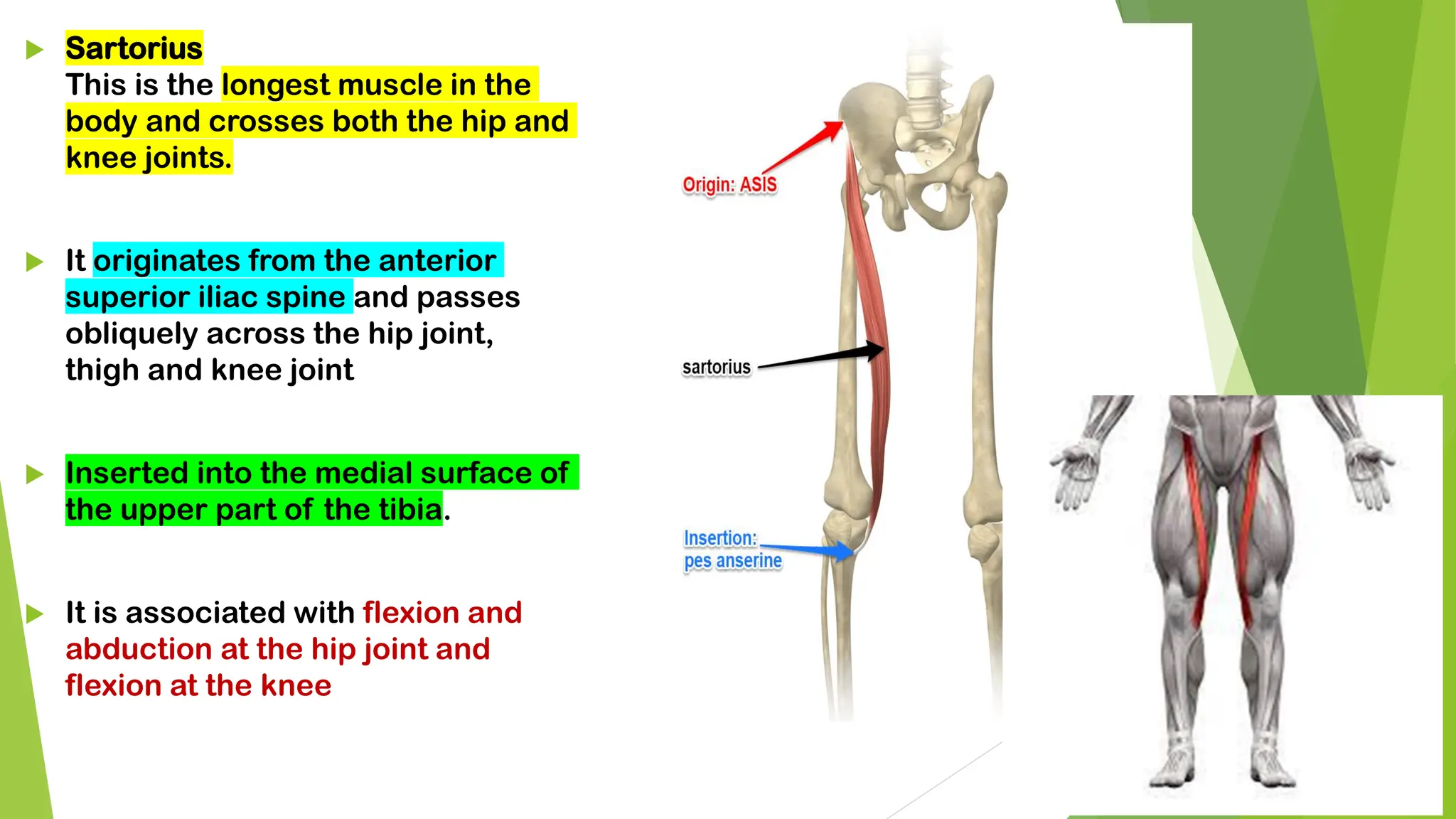 MUSCLE anatomy bsc 1st sem classroom presentation | PDF