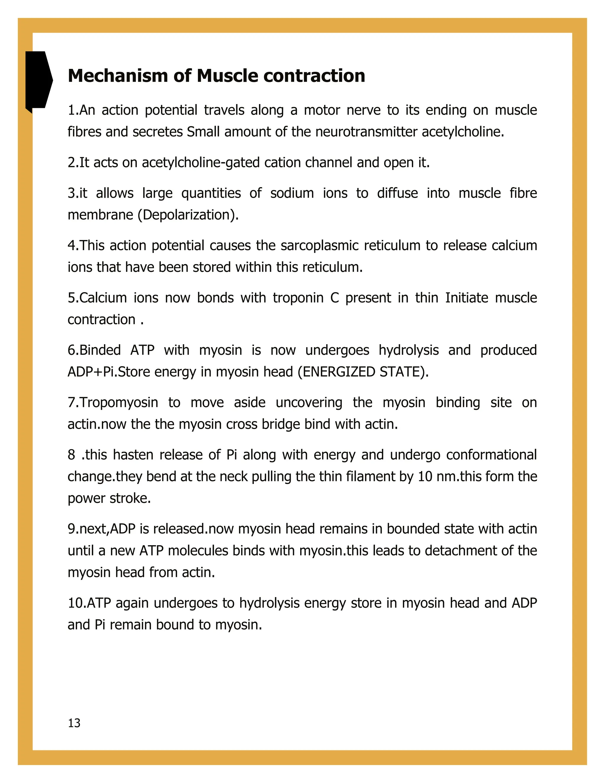 MUSCLE physiology assignment and good notes for exam | DOCX