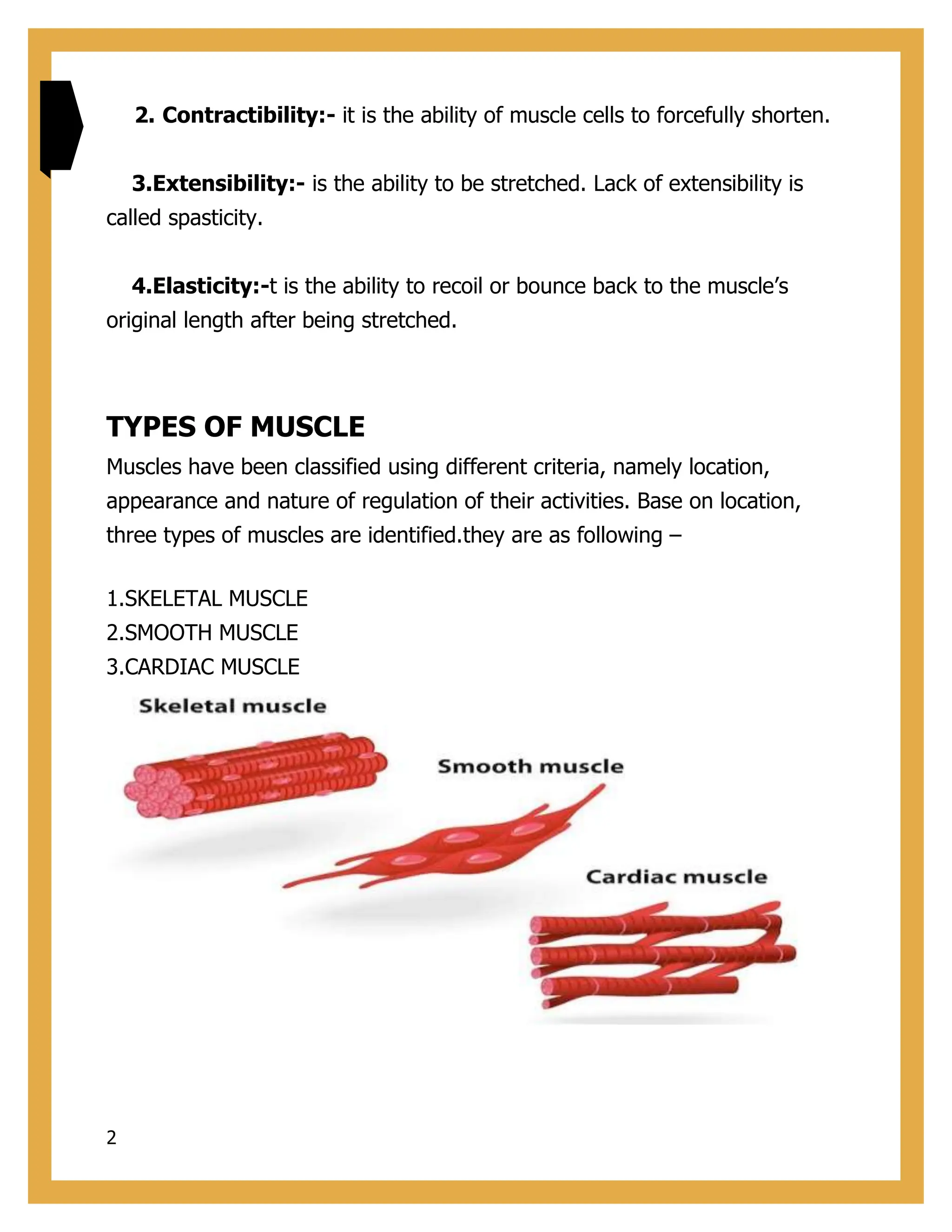 MUSCLE physiology assignment and good notes for exam | PDF