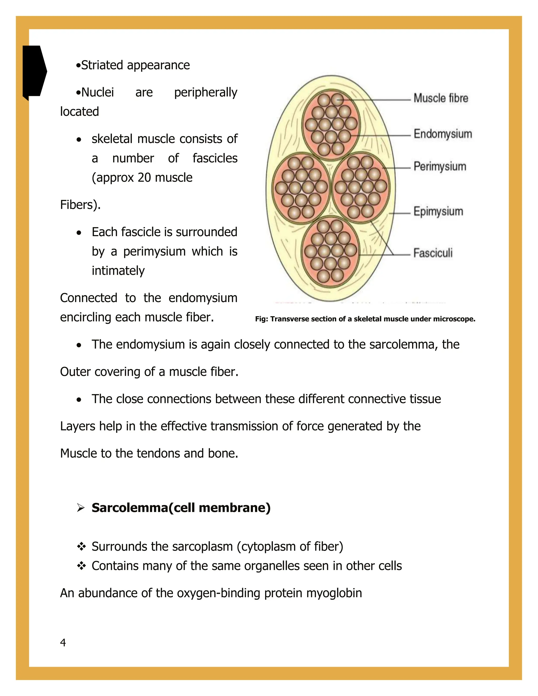 MUSCLE physiology assignment and good notes for exam | DOCX
