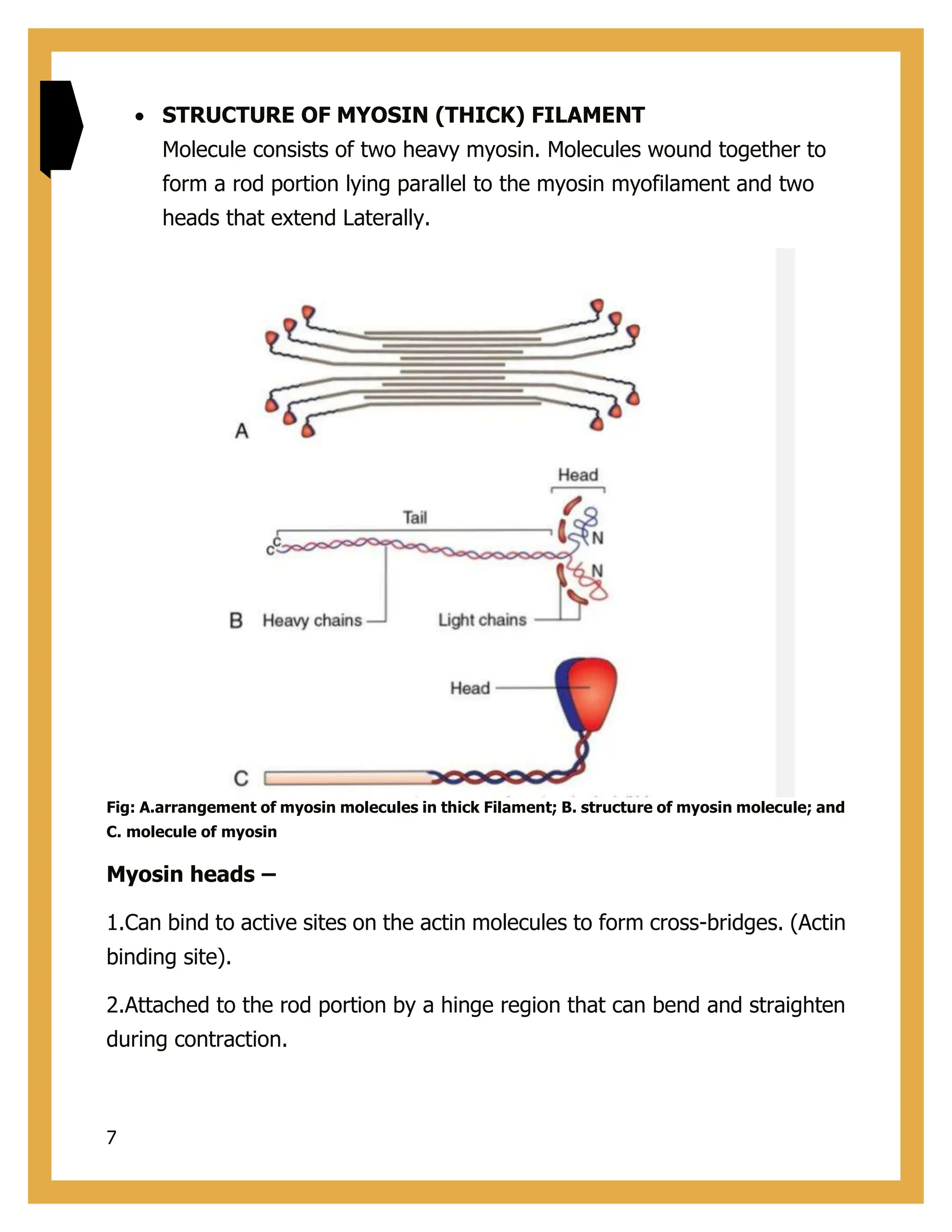 MUSCLE physiology assignment and good notes for exam | DOCX