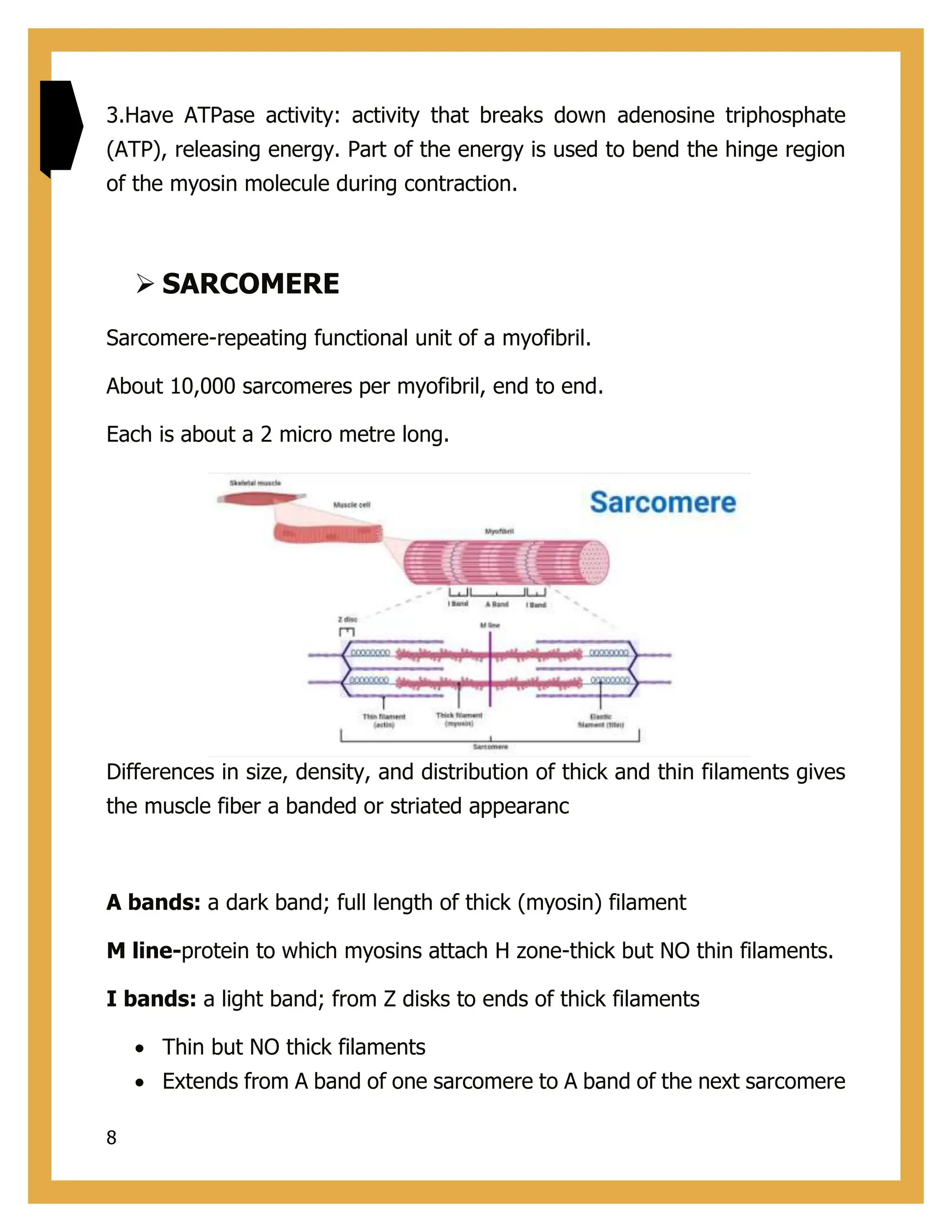 MUSCLE physiology assignment and good notes for exam | DOCX