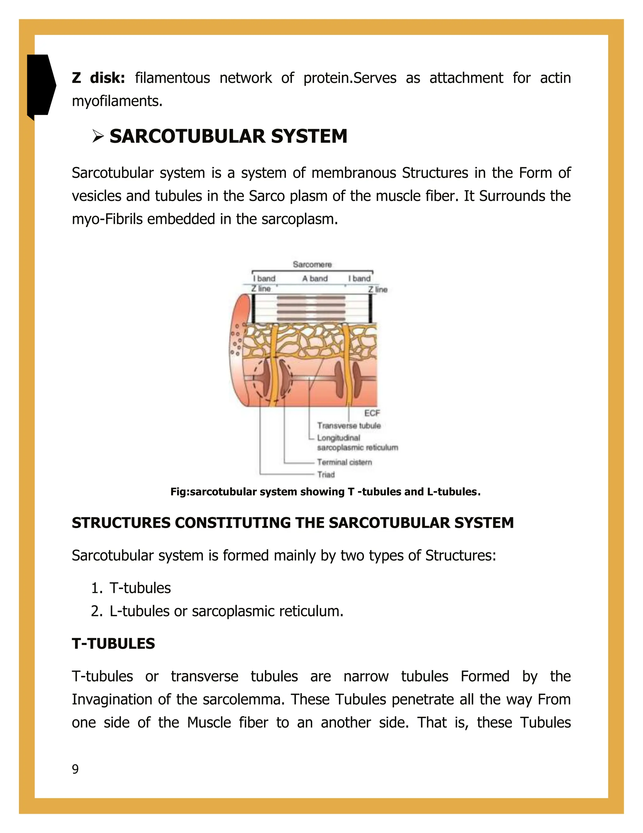 MUSCLE physiology assignment and good notes for exam | DOCX
