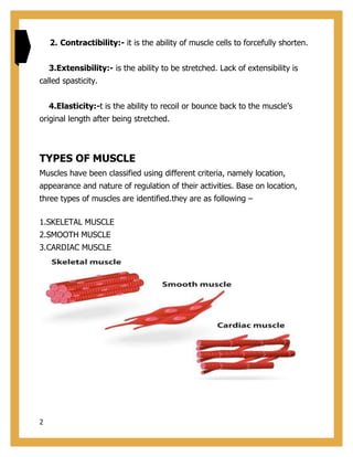 MUSCLE physiology assignment and good notes for exam | PDF