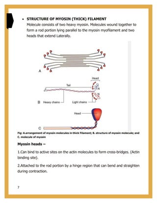 MUSCLE physiology assignment and good notes for exam | DOCX