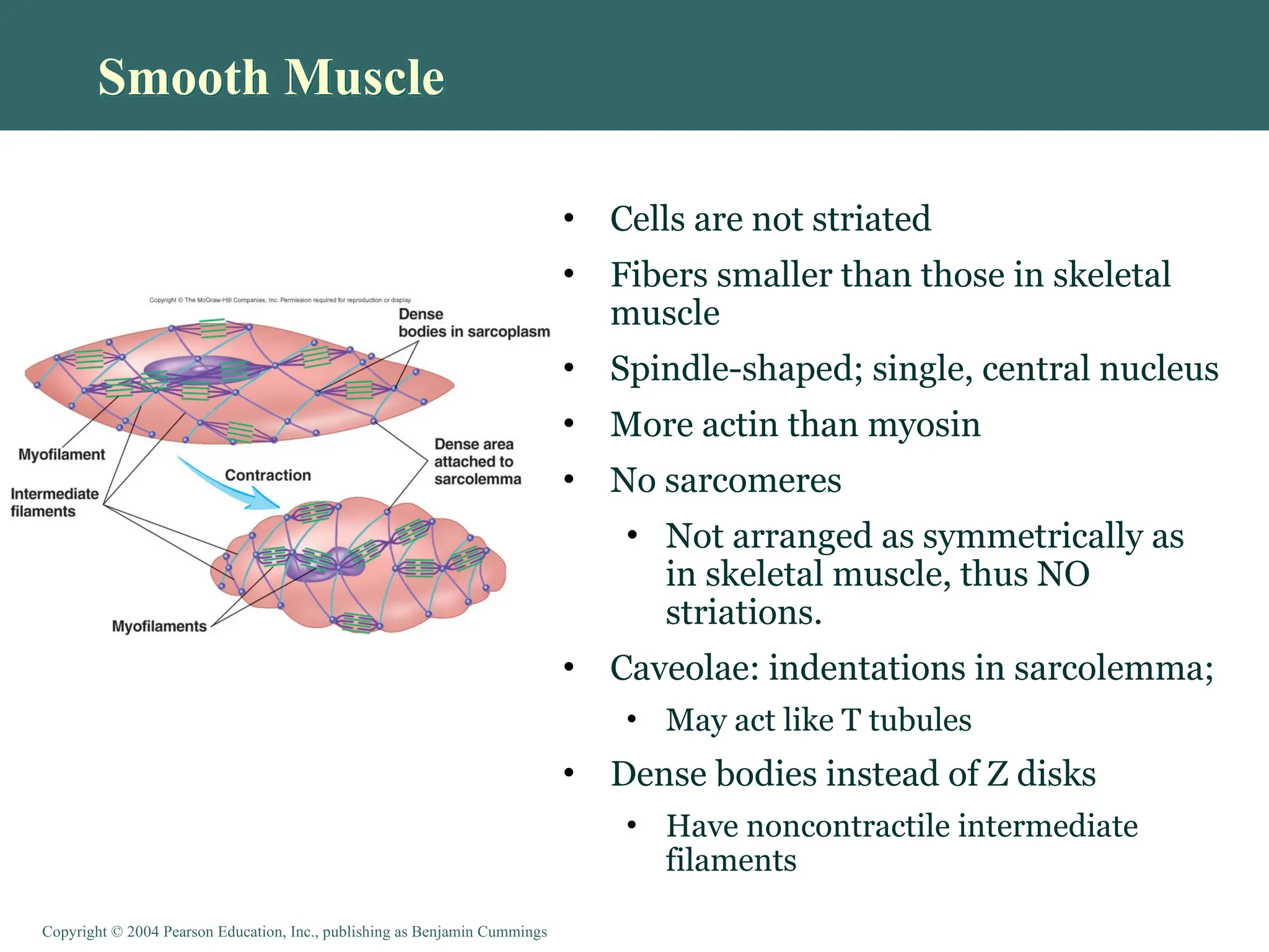 Human Functional Physiology of Muscles.ppt