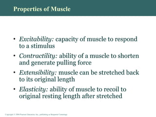 Human Functional Physiology of Muscles.ppt