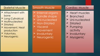 Muscle anatomy, skeletal , smooth,,.pptx