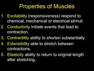 Muscle - Structure, Features, muscle Contraction | PPTX