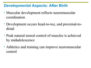 Muscle Development | PPT