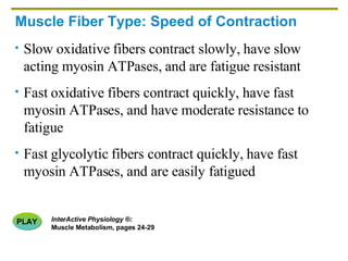 Muscle Development | PPT
