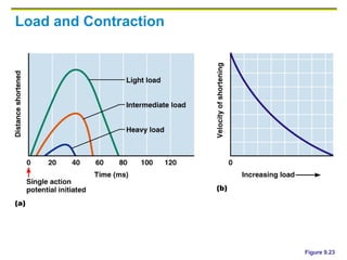 Muscle Development | PPT