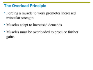 Muscle Development | PPT