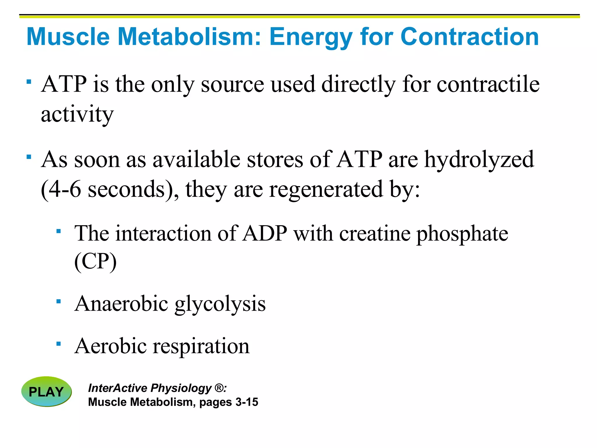 Muscle Energy Systems | PPT