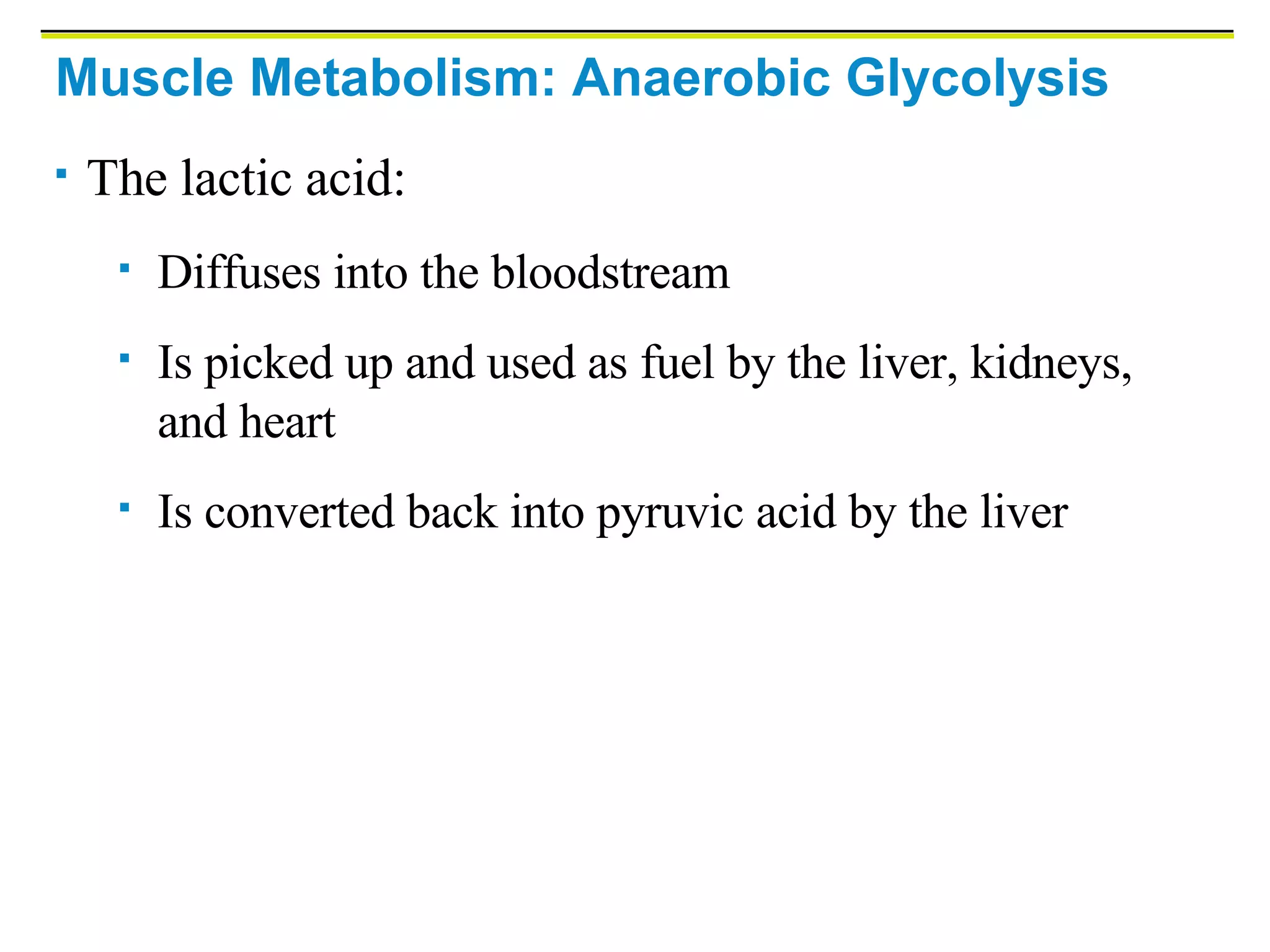 Muscle Energy Systems | PPT