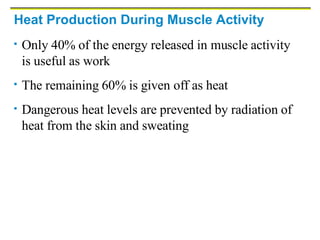 Muscle Energy Systems | PPT | Fitness and Exercise | Healthy Living