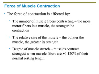 Muscle Energy Systems | PPT