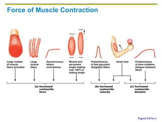 Muscle Energy Systems | PPT