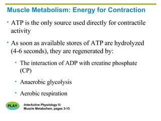 Muscle Energy Systems | PPT | Fitness and Exercise | Healthy Living